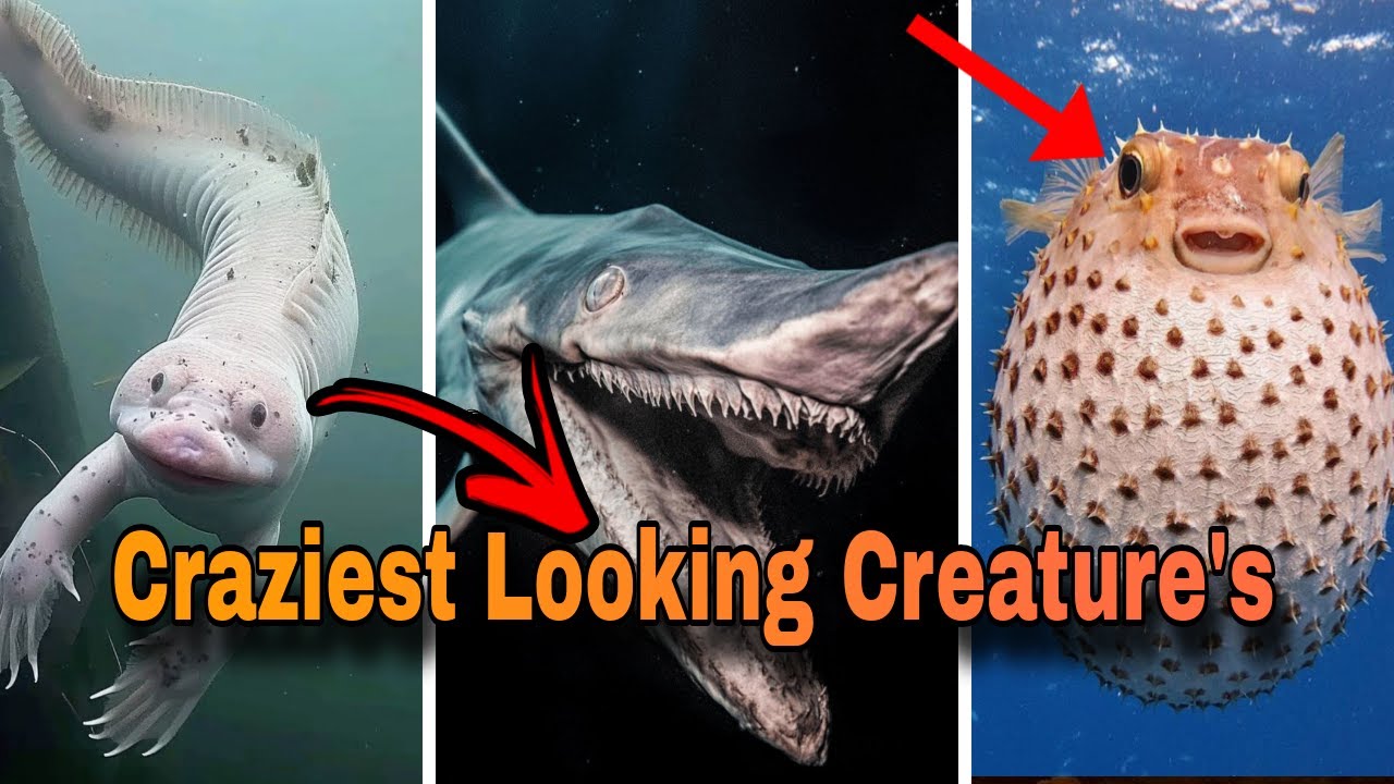 15 Craziest Looking Sea Creatures - YouTube