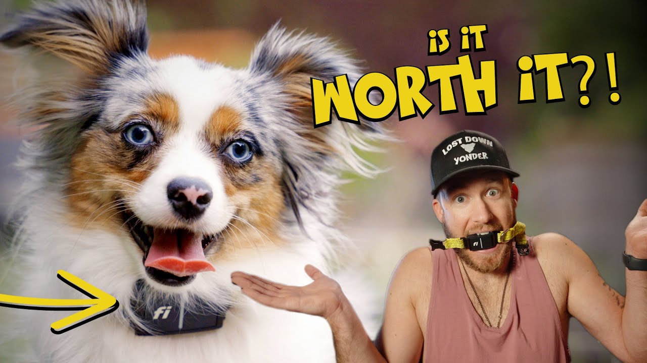 Fi Series 3 Smart GPS Collar - Review After 6 Months - YouTube