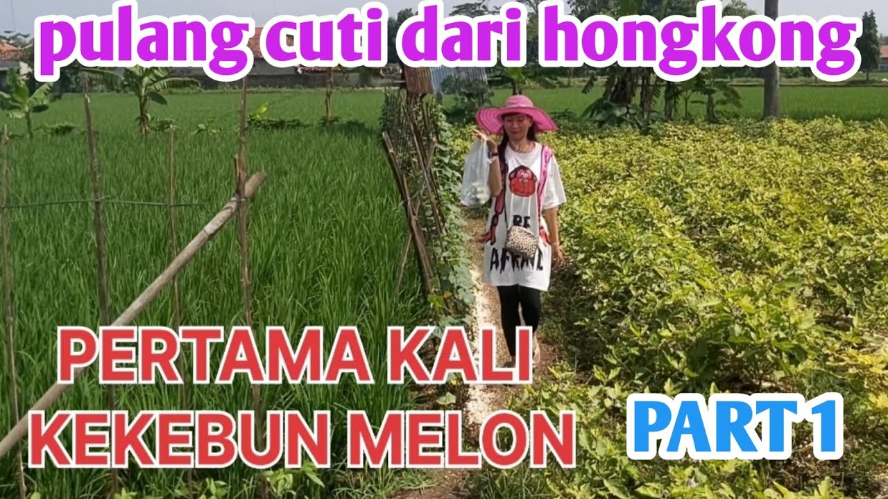 pulang dari #hongkong kekebun melon wow ..😱/ part 1 #vlog @utami chanel ...