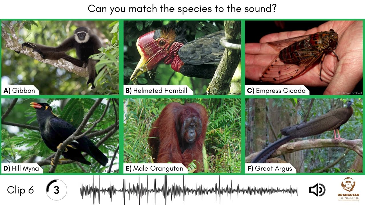 Sounds of the Rainforest Quiz - YouTube