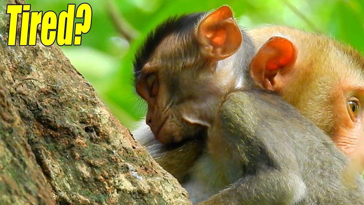 Are You Okay Rollo? He Seems Tired Now What Happen To You? Maybe ...