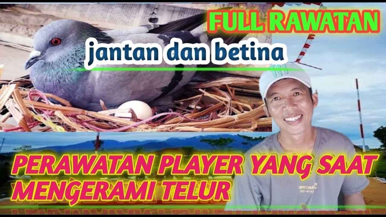 CARA MERAWAT PLAYER YANG SEDANG MENGERAM TELUR - YouTube