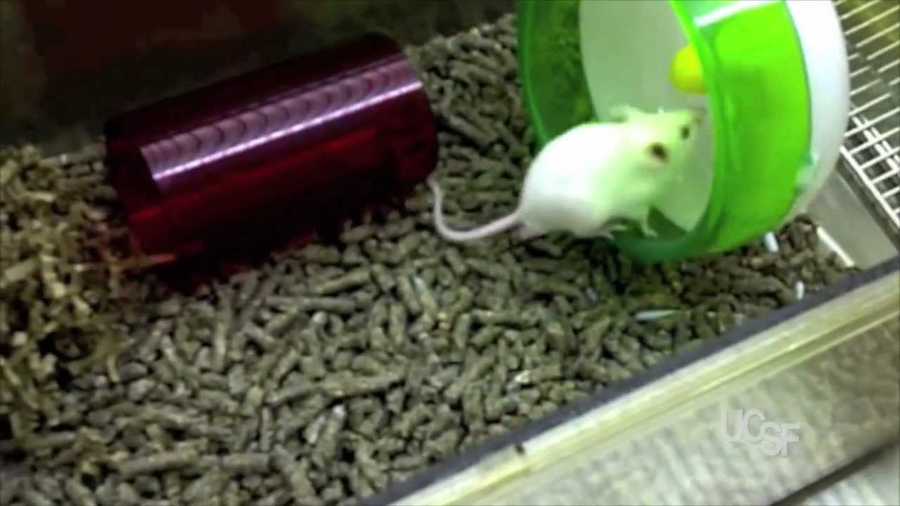 Changing Environment Affects Stress Level in Mice - YouTube