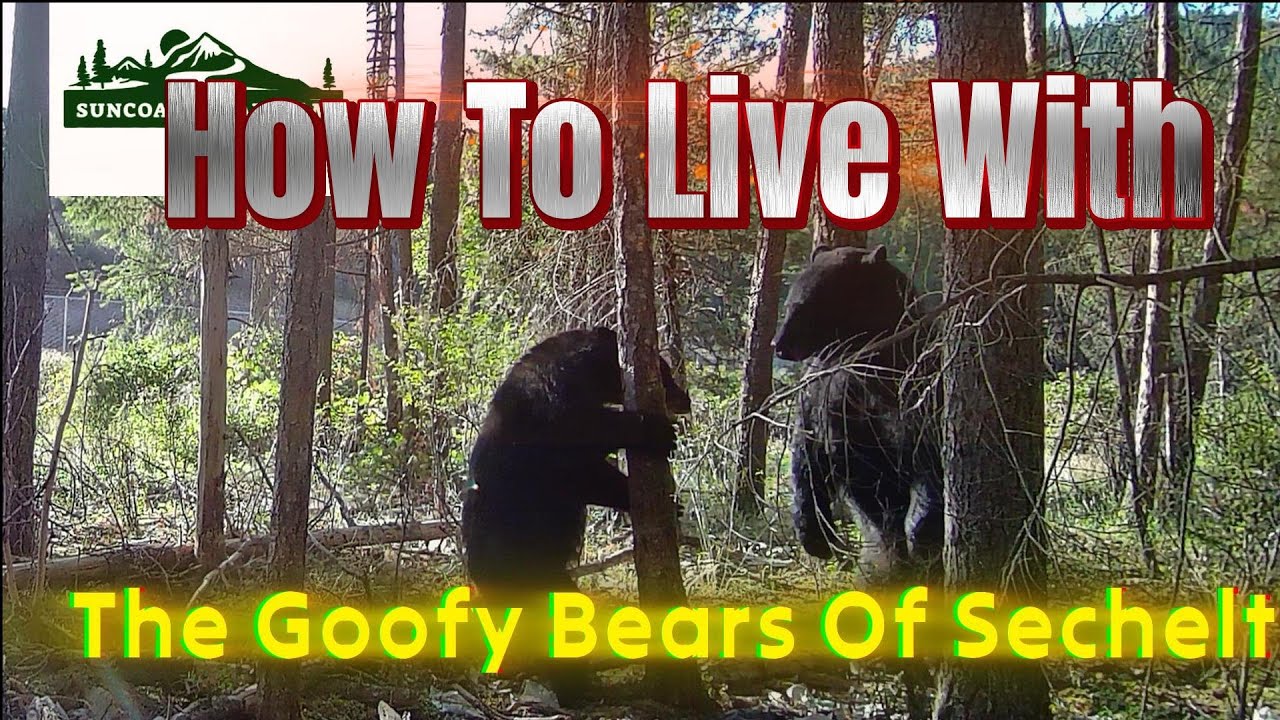 How To Live With The Goofy Bears Of Sechelt #wildlife #bear #nature # ...