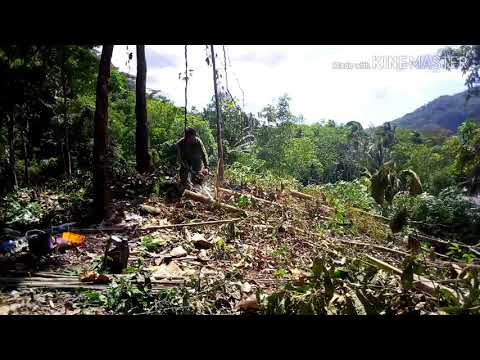 Tebang bersih pokok getah tua 1ekar - YouTube