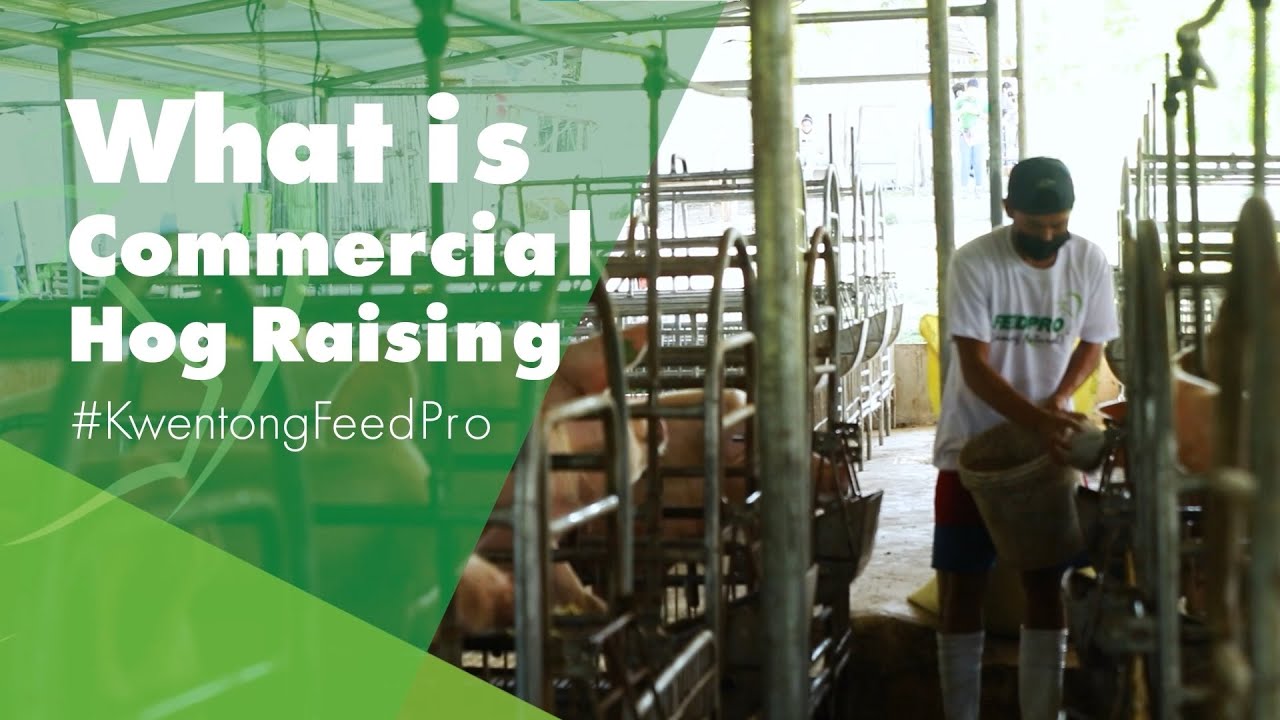 Commercial Hog Farming - YouTube