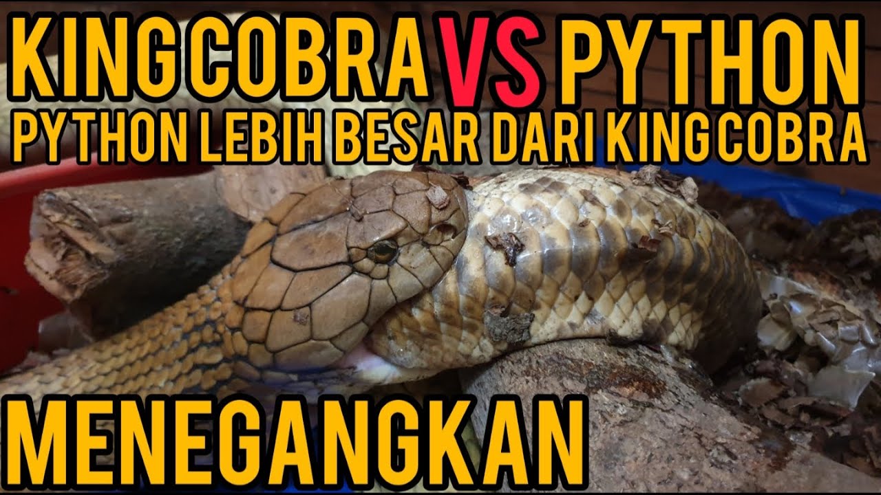 MENEGANGKAN,KING COBRA BESAR BERTEMU PYTHON BESAR,BEGINI JADI NYA ...