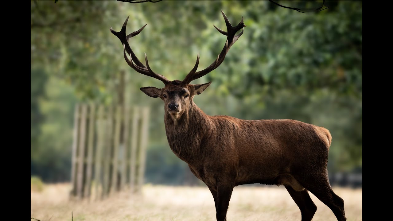 Deer, stags, chilling out in Bushy Park. #deer #stag #bushypark - YouTube