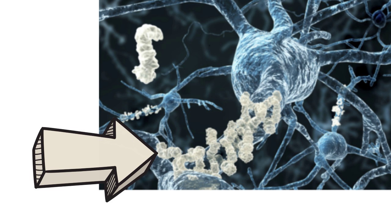 The Glymphatic System - YouTube