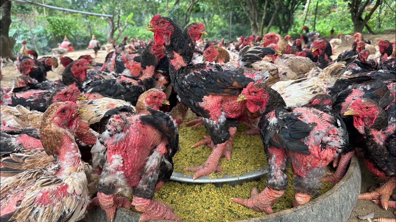 Chicken farm - How to raise chickens to grow fast and healthy - My farm ...