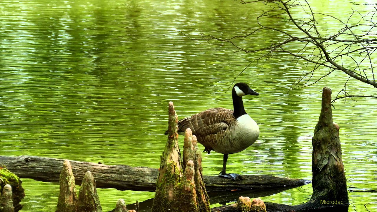 Video Snapshot: Goose in 4K - YouTube