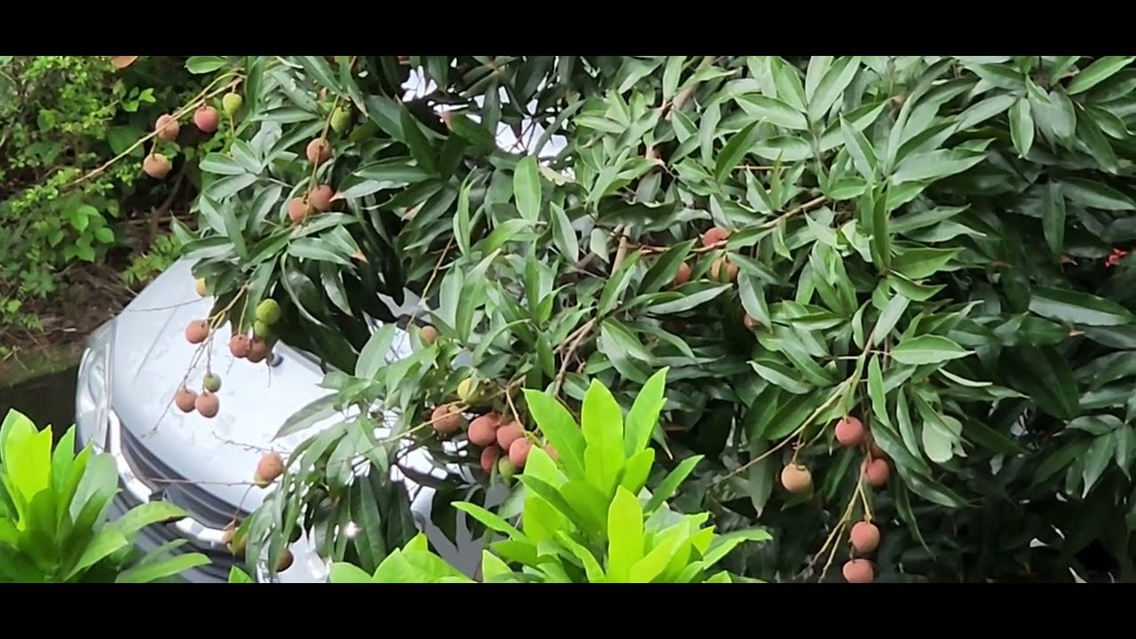 Nakakita ka na ba ng Puno ng LYCHEE?😙 - YouTube