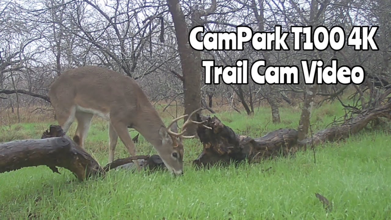 CamPark T100 4K Trail Cam Video Dec. 11-20, 2022 - YouTube