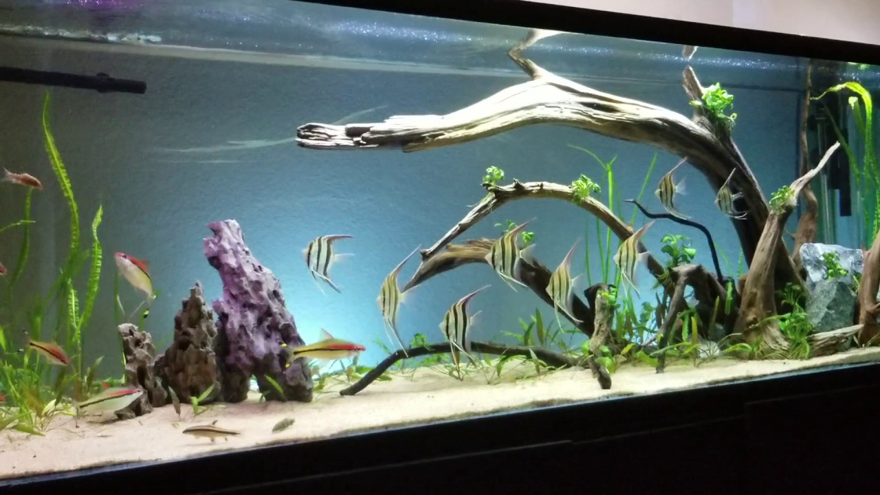 Wild-caught atabapo Altum Angelfish - YouTube