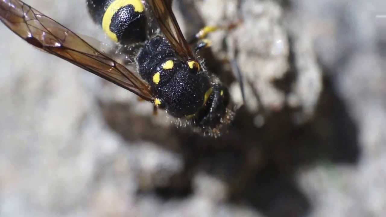 Wasp (close up) - YouTube