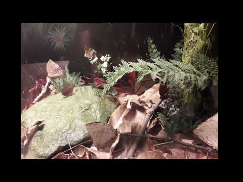 Ders çalışırken dinleyebileceğiniz su, ney ve kuş sesleri ( relaxion music )