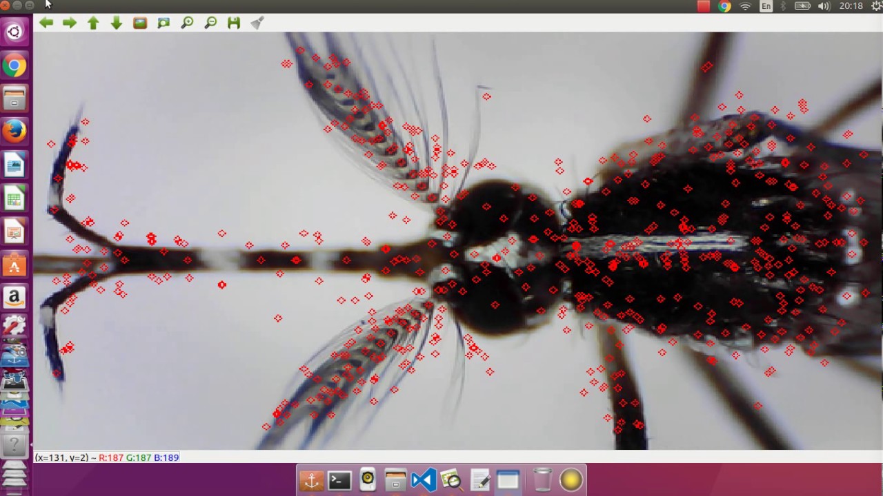 Mosquitoes: Sex and Species Recognition using Python - YouTube