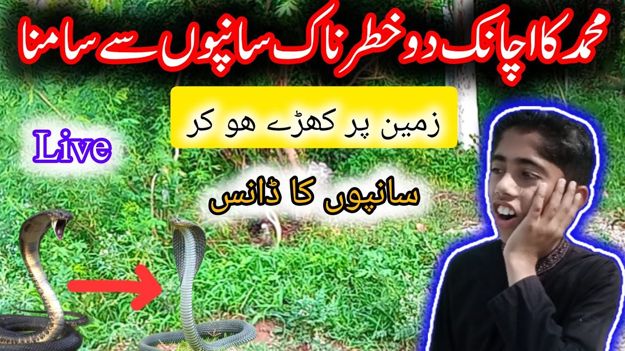 2 Snakes vs kid vlog. live Khatarnaak Risk #snake #vlogs #vlog #kidz # ...