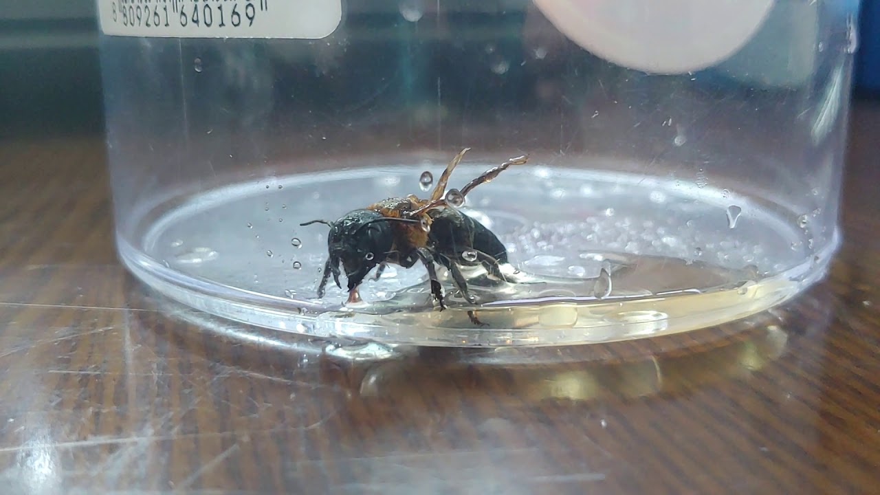 Megachile pluto - YouTube