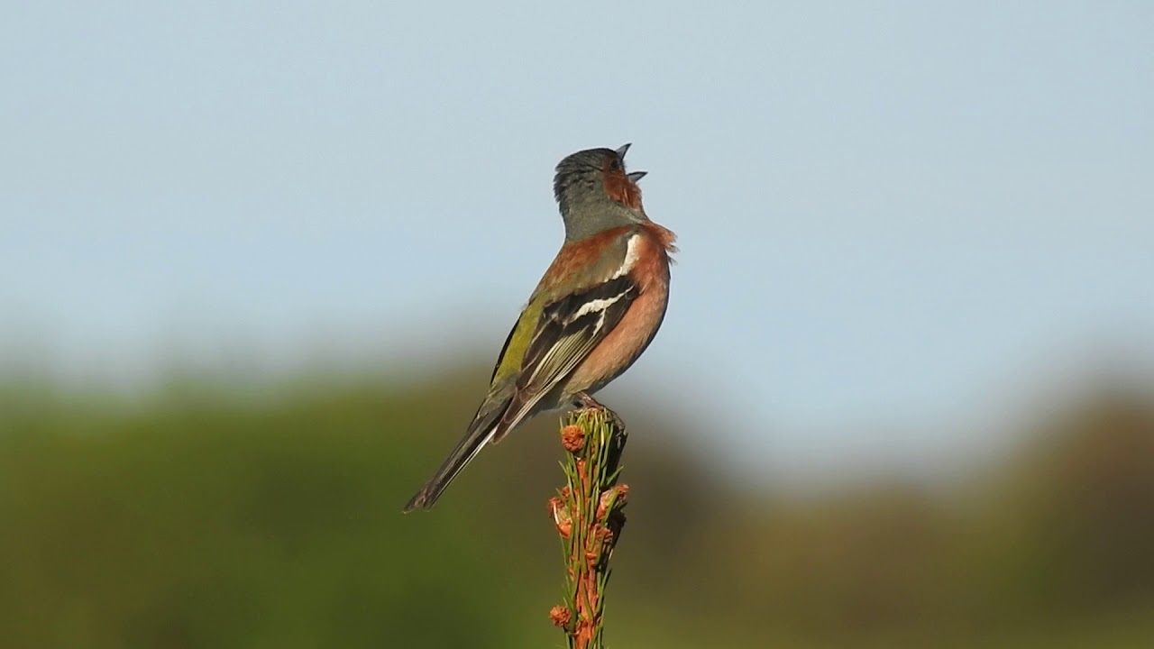 Pinka lesná / Pinka obyčajná, Fringilla coelebs, Chaffinch - YouTube