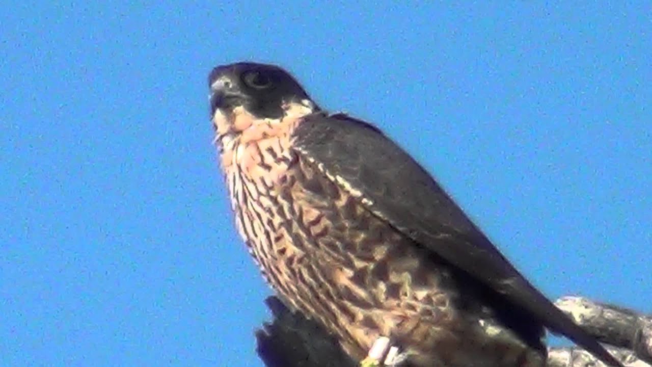 California Wildlife ---- Peregrine Falcon - YouTube