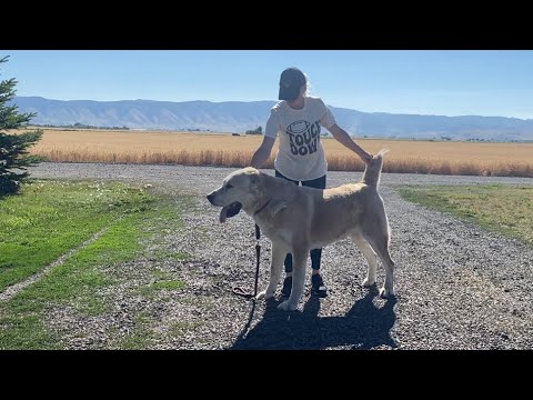 Central Asian Shepherd Honey |6 years old | CAS Dogs Oregon . - YouTube