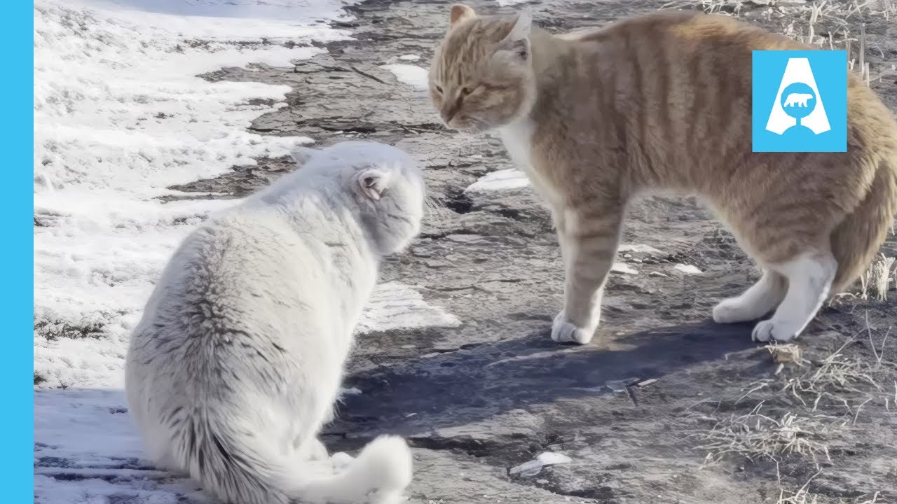 Cat Fight! Orange Cat vs. White Cat Showdown - YouTube