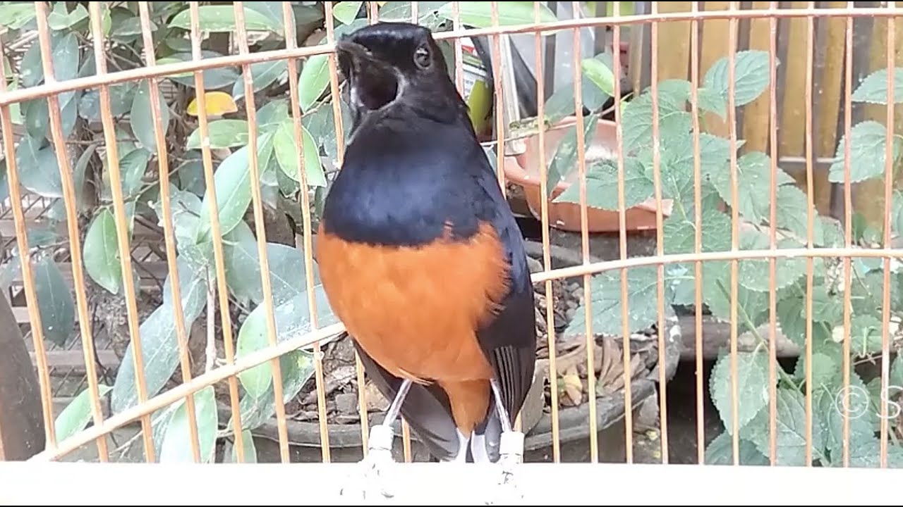 Amazing White rumped Shama Bird Song Singing And Chirping #SwallowBird ...