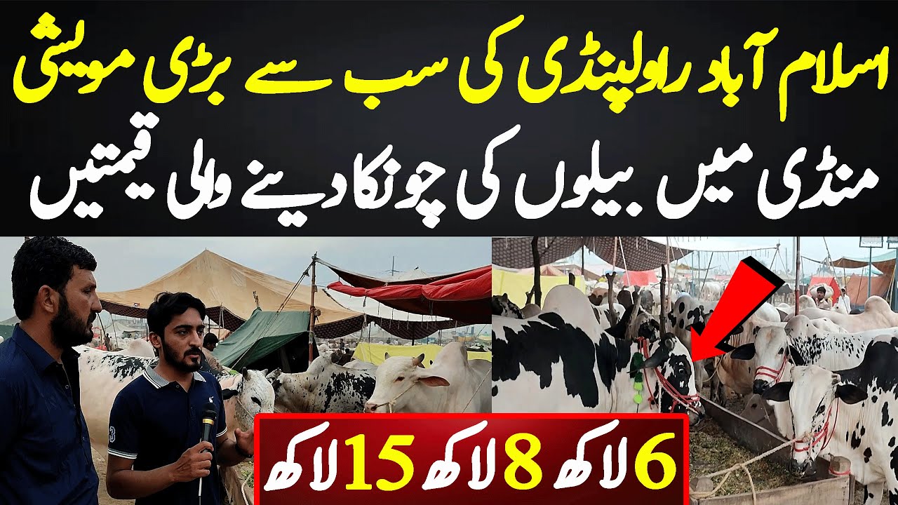 Biggest Cattle Mandi Of Islamabad Rawalpindi | Bhatta Chowk Mandi ...