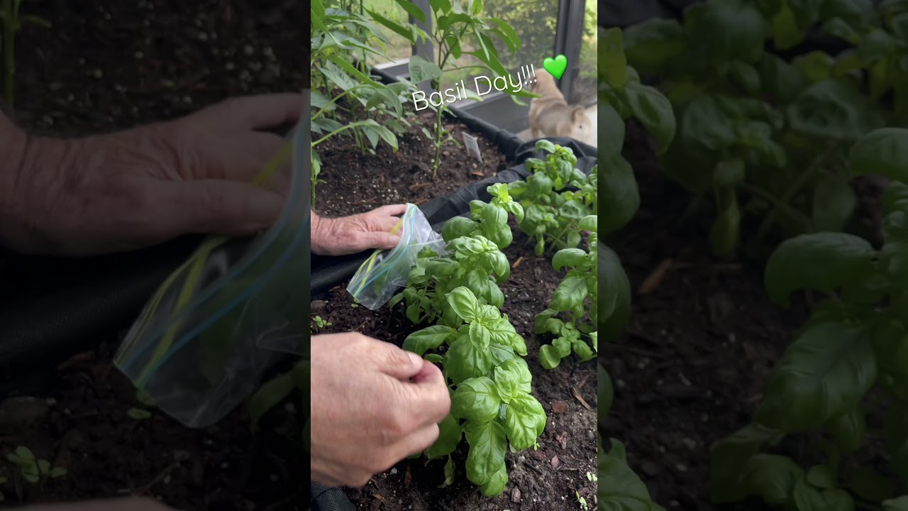 Basil Day! 💚 Getting Basil from our Garden to make Peruvian Pesto Pasta ...