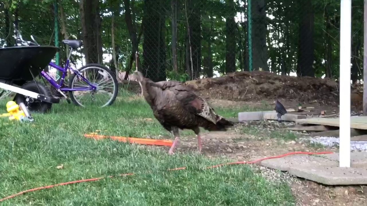 Wild Turkey Eats Lunch and is a Fast Runner 7/10/17 - YouTube