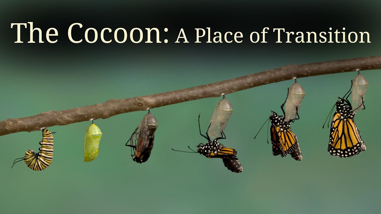 08-04-2024 The Cocoon: A Place of Transition - YouTube