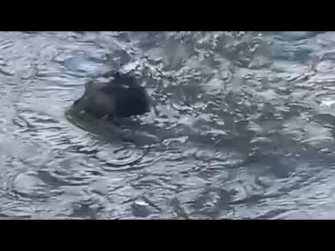 Baby Monkeys Cross the River - YouTube