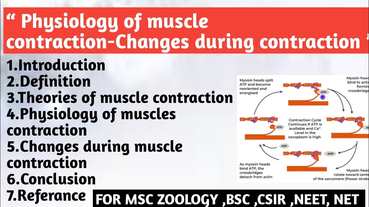 Physiology of muscle contraction | Changes during contraction ...