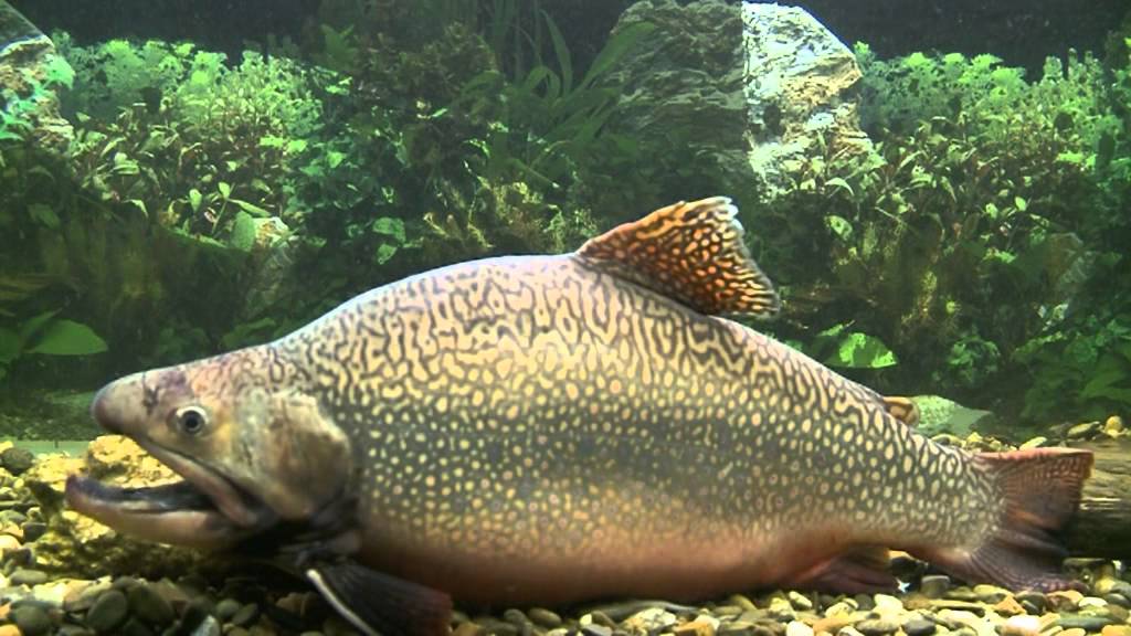 Gaden Trout Hatchery - YouTube