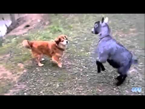 Fun fun cabras a cabra engraçada - YouTube