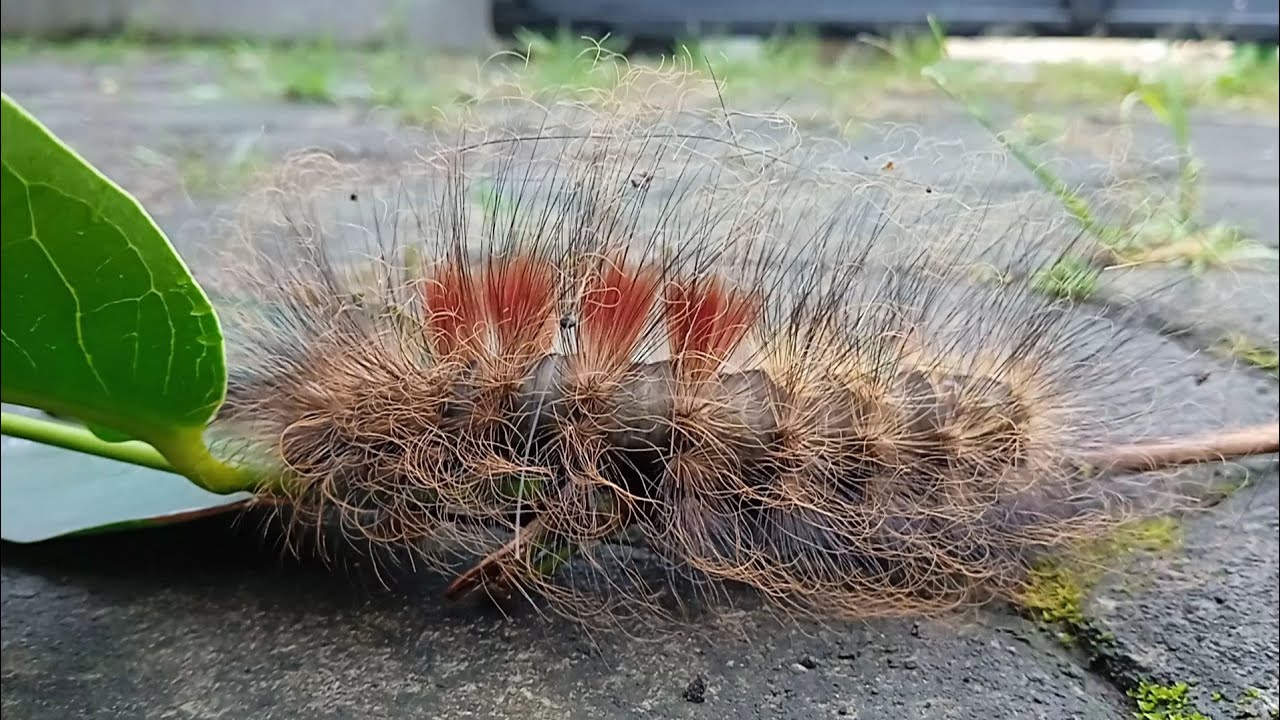 ulat bulu raksasa bikin merinding #banyuwangi #binatang #binatanglangka ...