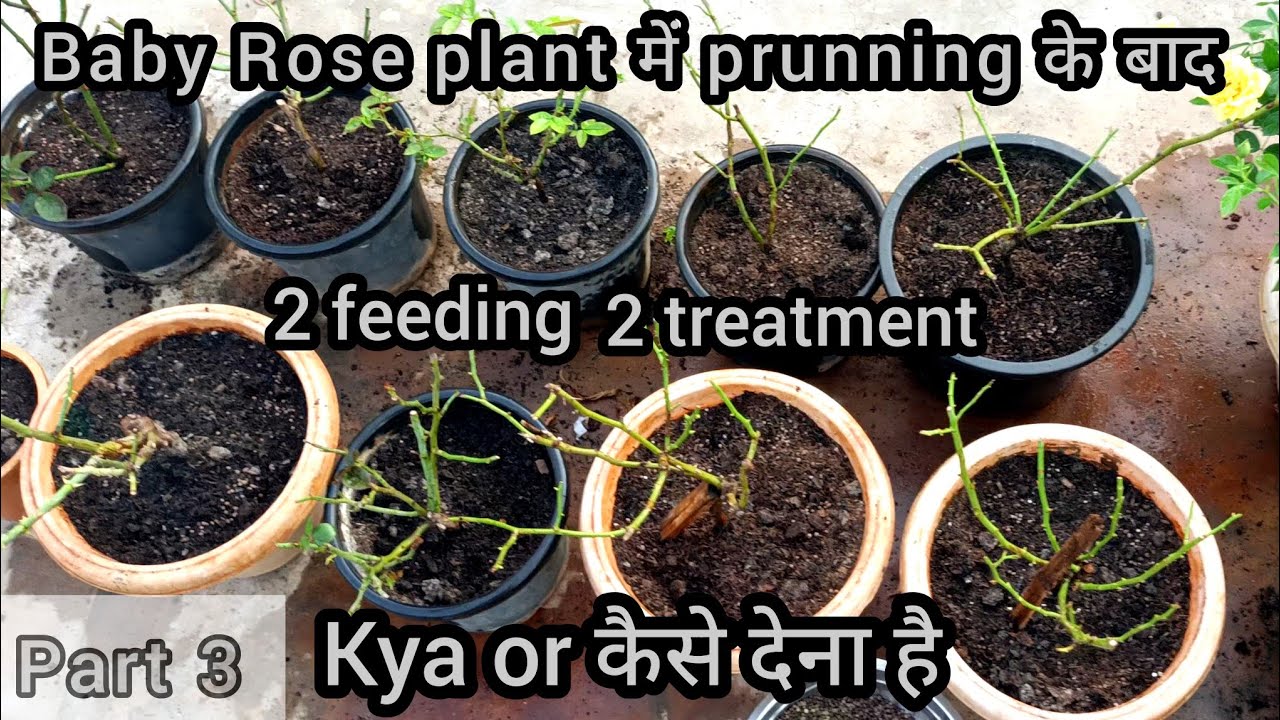 Baby Rose plant 🌹 me prunning के बाद 2 feeding or 2 treatment kya or ...