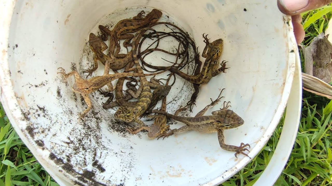 BERBURU IGUANA MINI BERBAHAYA SI BUNGLON TAMAN INVASIF CALOTES ...