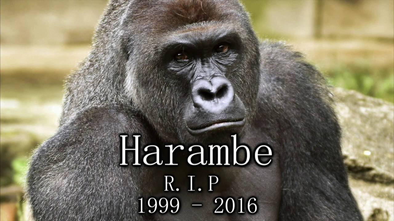 Harambe Original Song & Meme Compilation *Tribute* - YouTube