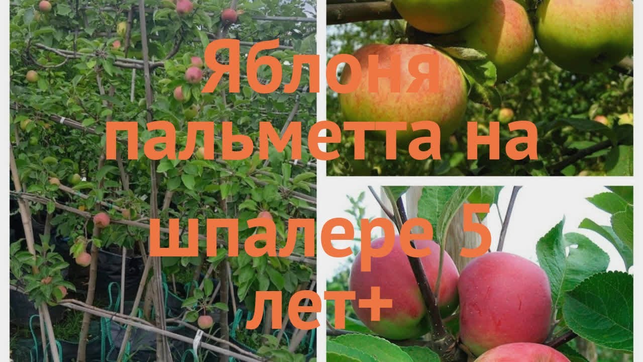 Яблоня плодовая Орловим-Красное раннее 🌿 обзор: как сажать, крупномеры ...