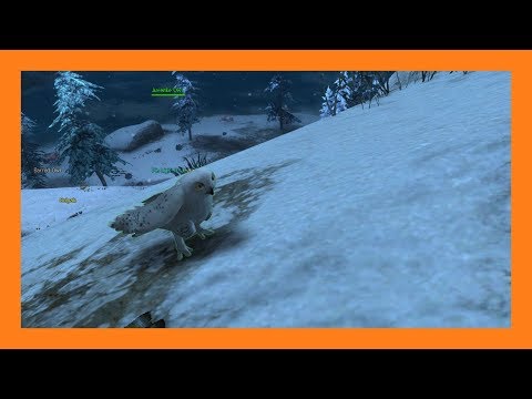 Guild Wars 2 - Owl Pet Locations - YouTube
