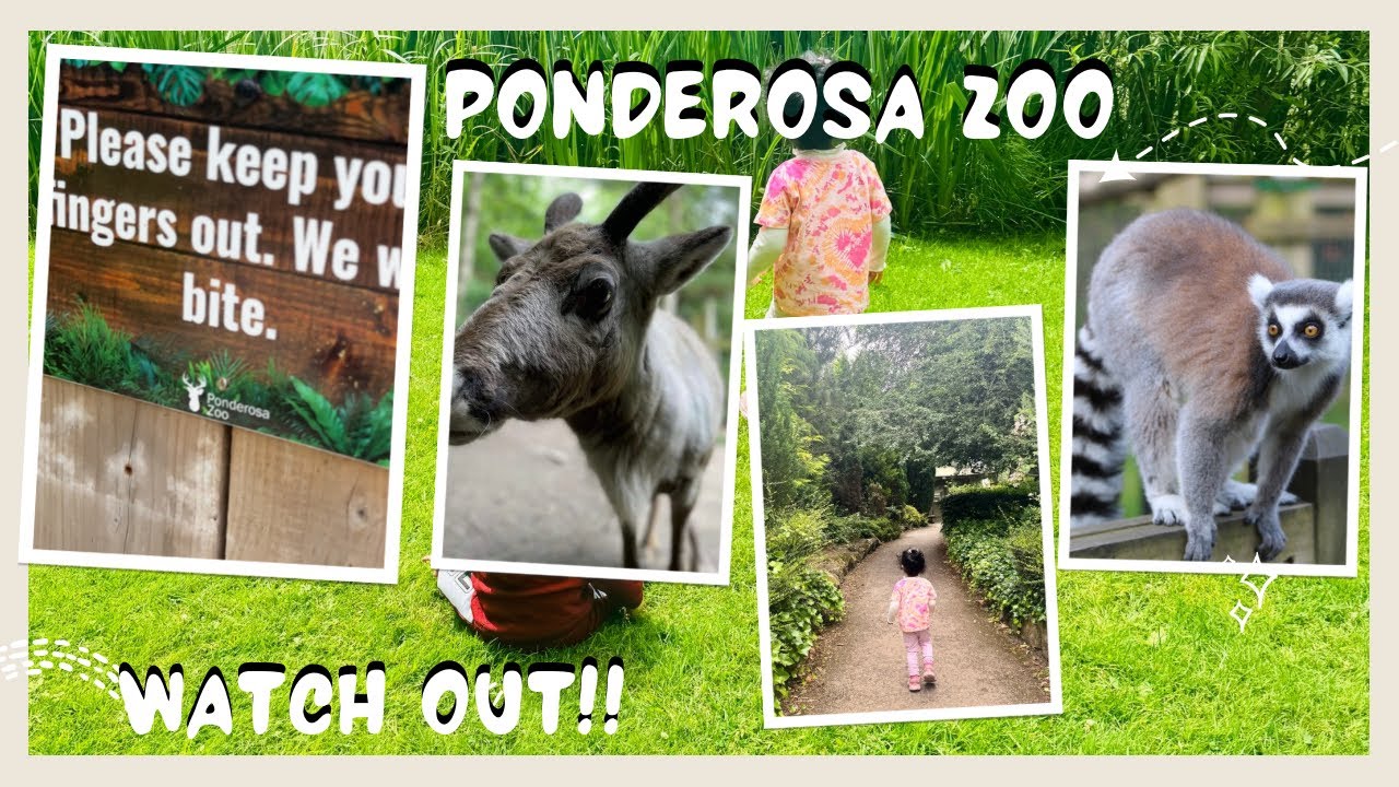 Exploring PONDEROSA ZOO with two kids! Beautiful zoo in Heckmondwike ...
