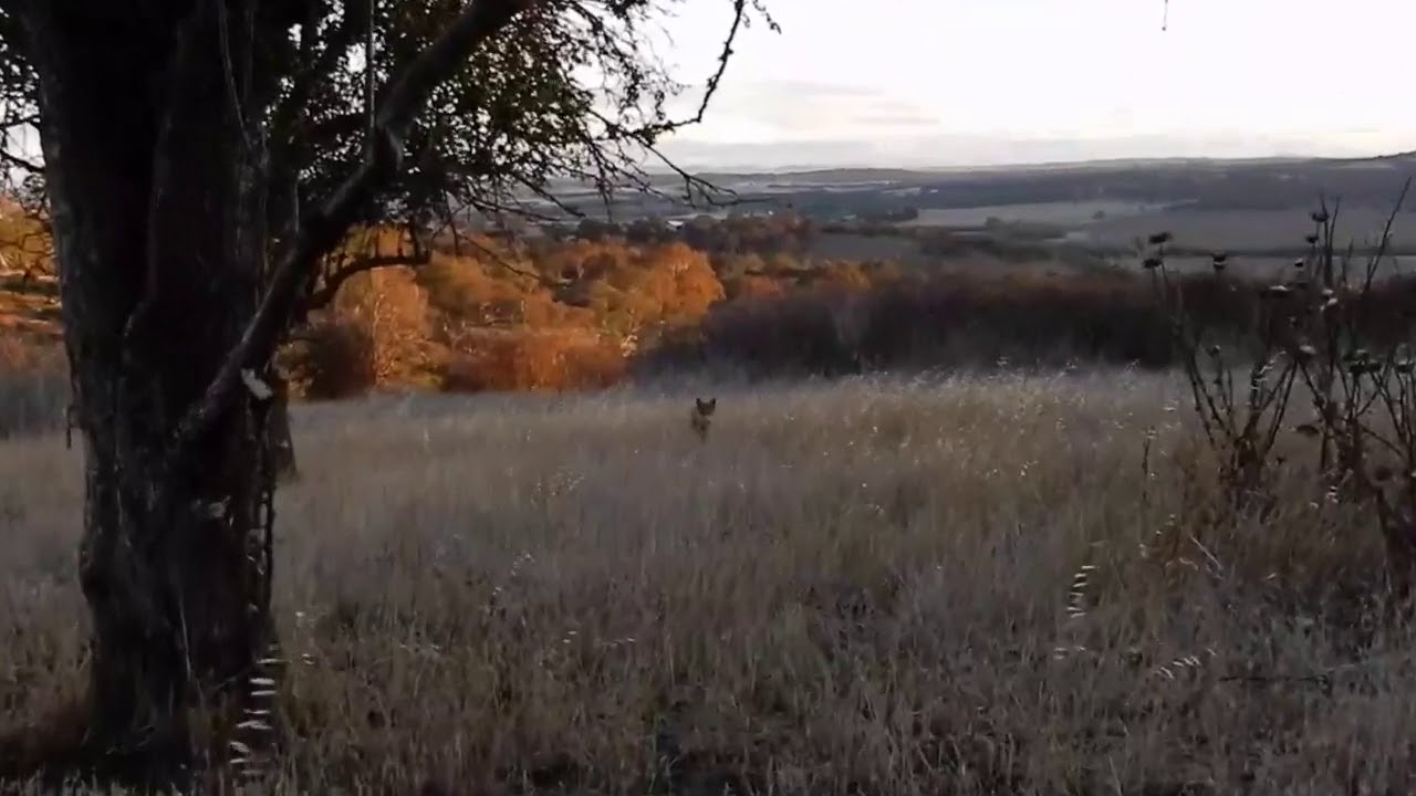 Fox Whistling - YouTube