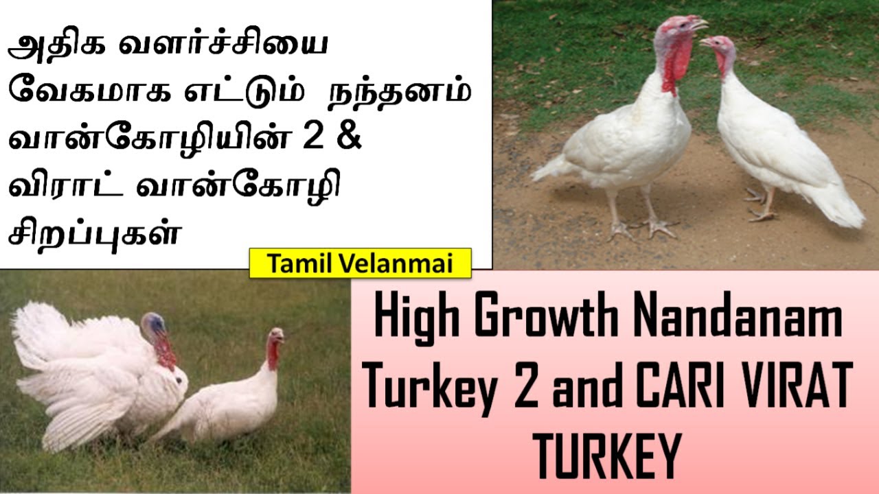 நந்தனம் வான்கோழி 2 & விராட் வான்கோழி சிறப்புகள் || Vankoli Valarpu ...