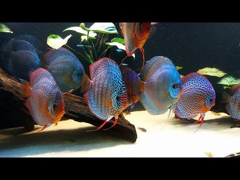 Gorgeous Discus Collection (Piwowarski) by Marcin Szymanowicz - YouTube