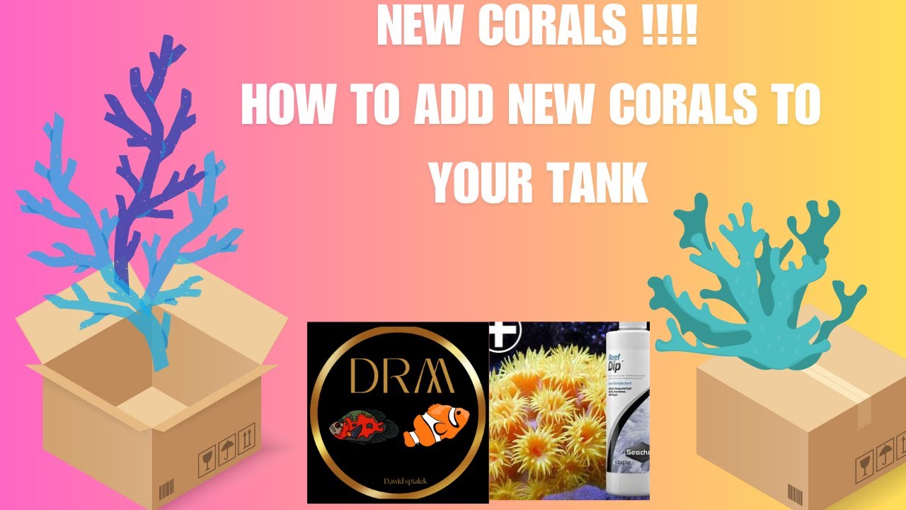 Adding New Corals to My Marine Fish Tank - Step by Step Guide - YouTube