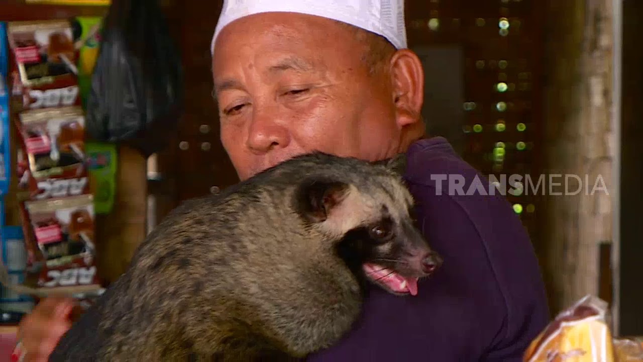 Musang Pandan Untuk Dijual