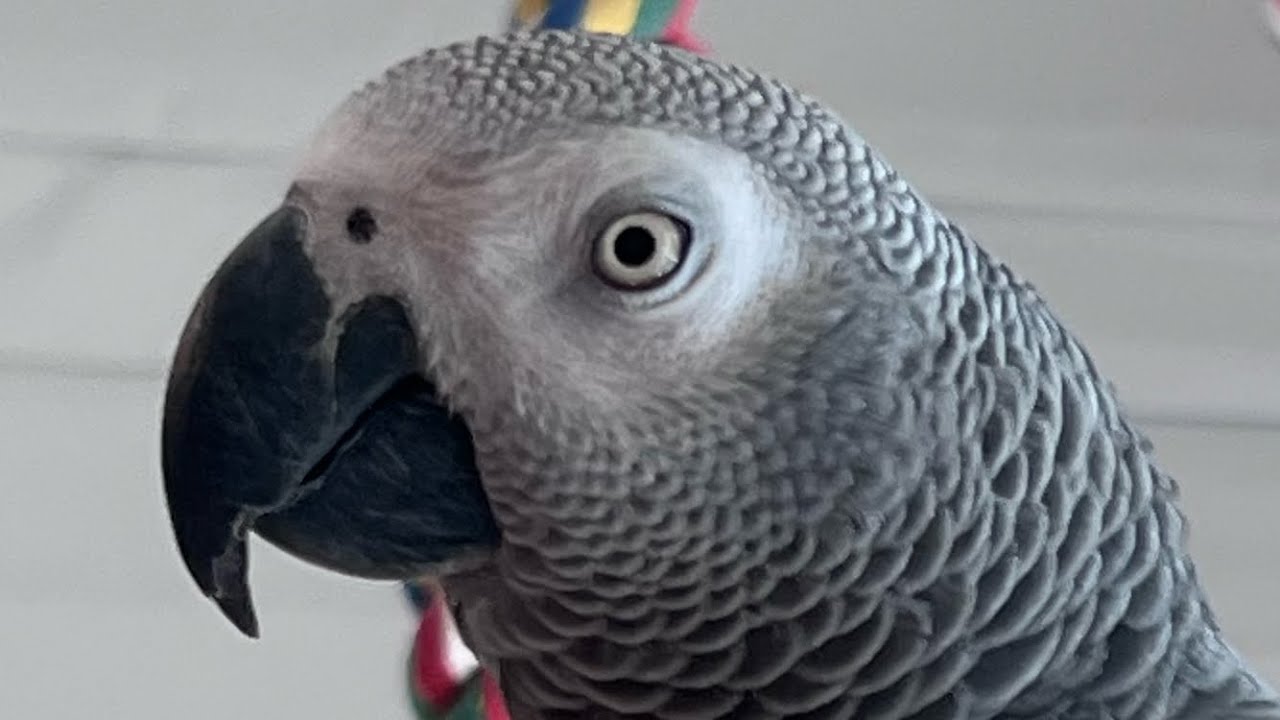 A few minutes with Symon the African Grey Talking Parrot🦜💕# ...