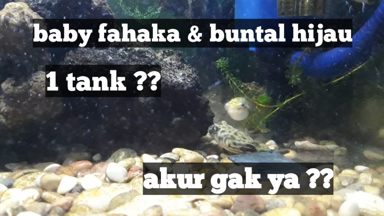 Baby Buntal Fahaka Dan Buntal Hijau Dalam Satu Tank - YouTube